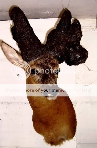 perruque head | The Stalking Directory