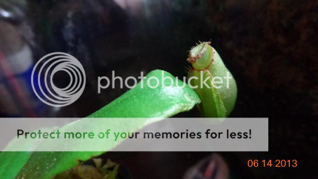 Advice for N. Ampullaria - FlyTrapCare Forums