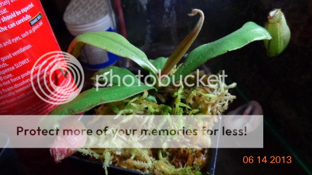 Advice for N. Ampullaria - FlyTrapCare Forums