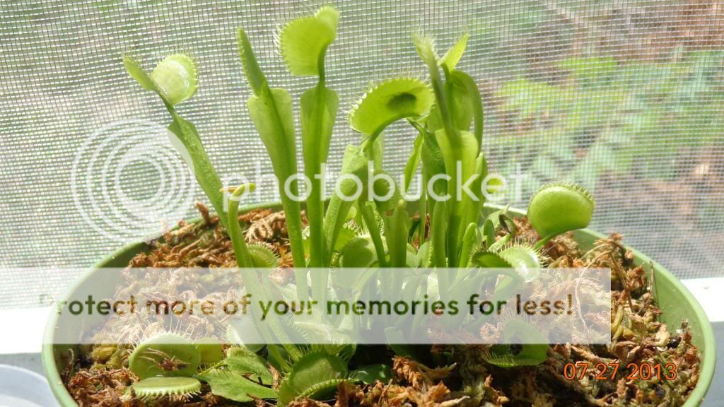 One month VFT growth. - FlyTrapCare Forums