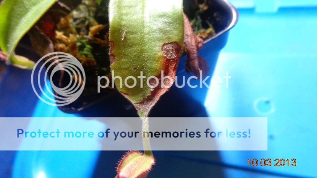 Nepenthes ampullaria recovery. - FlyTrapCare Forums