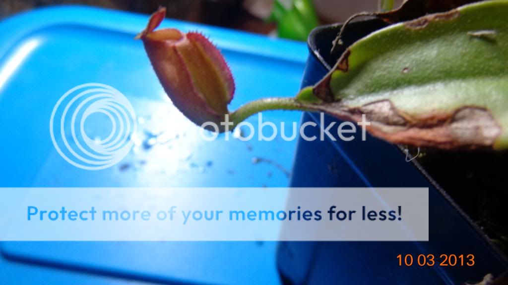 Nepenthes ampullaria recovery. - FlyTrapCare Forums